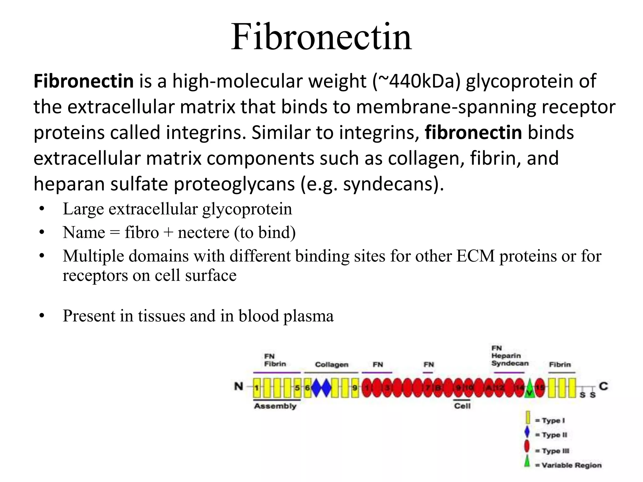 The Extracellular matrix | PPTX