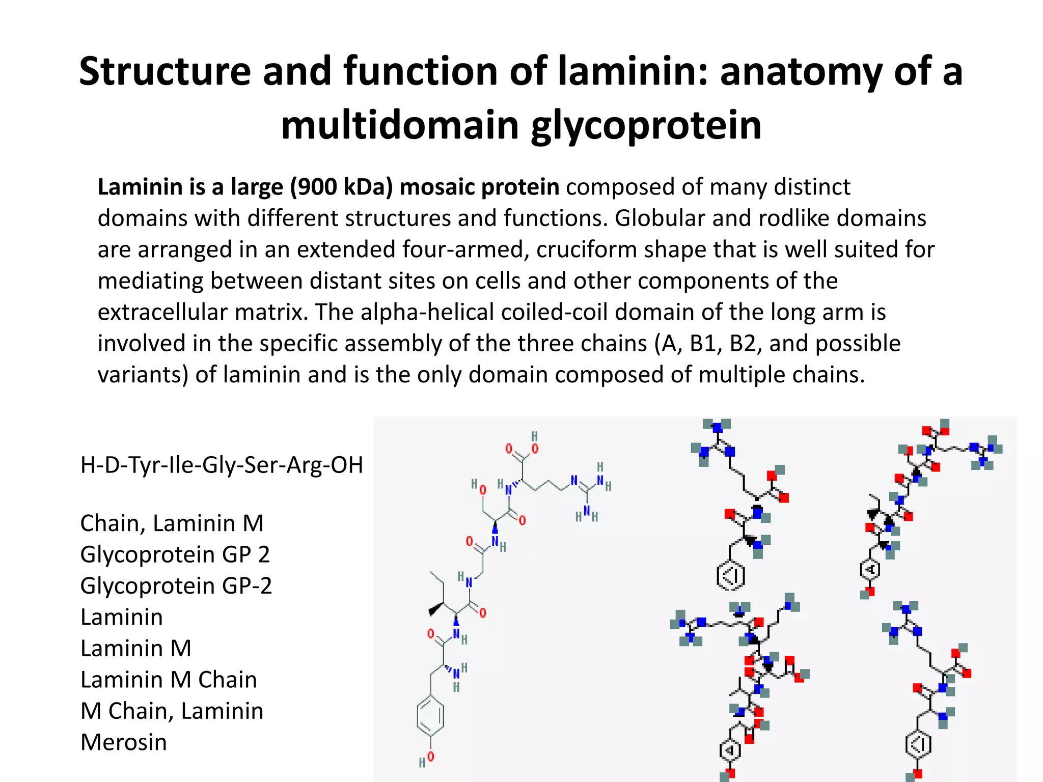 The Extracellular matrix | PPTX
