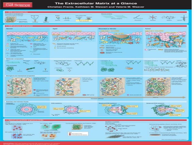 The Extracellular matrix | PPTX