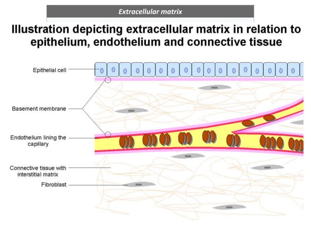 The Extracellular matrix | PPTX