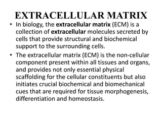 Extracellular Matrix Components