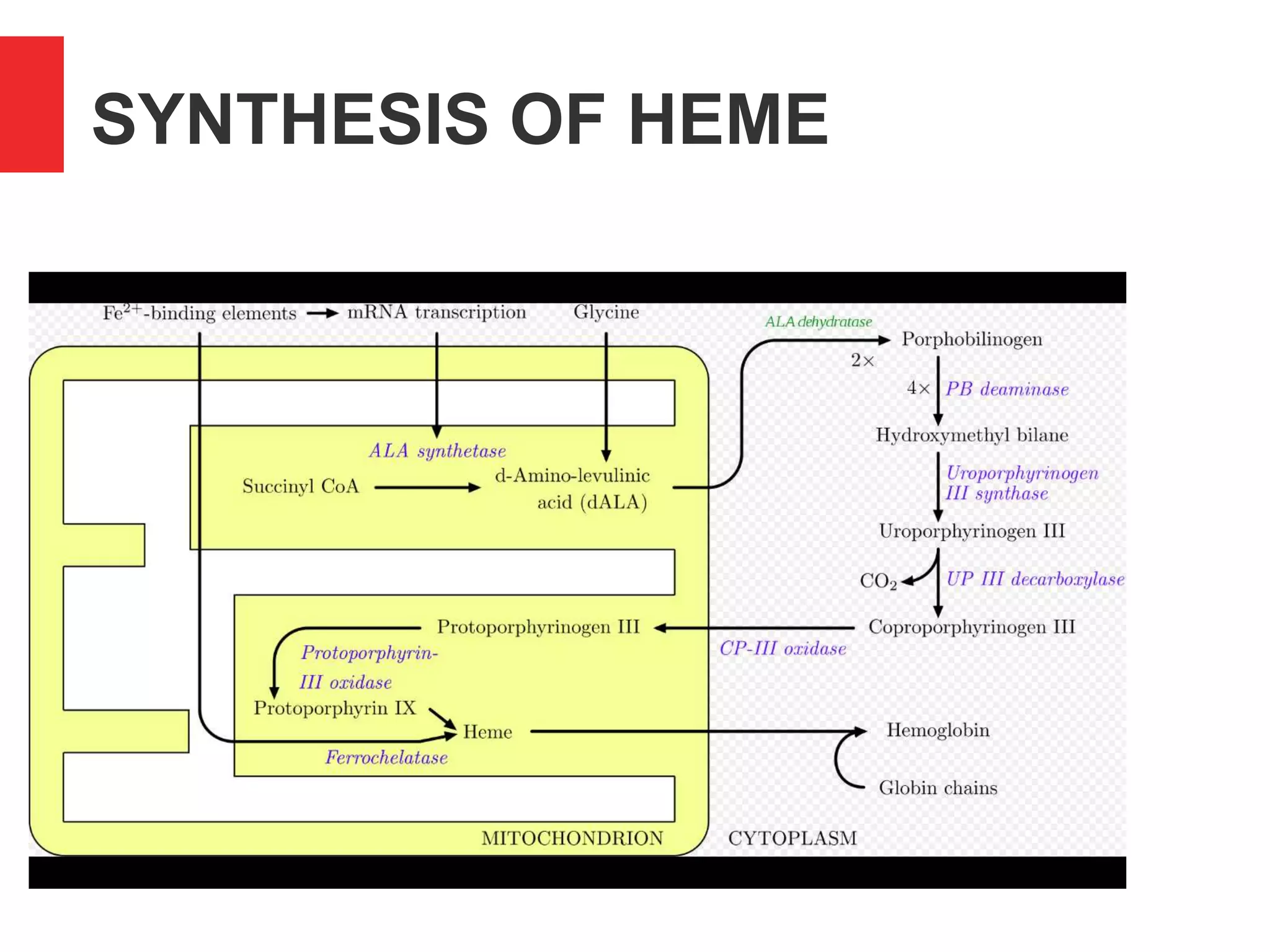 BIOCHM-HEME SYN &DEG.pptx