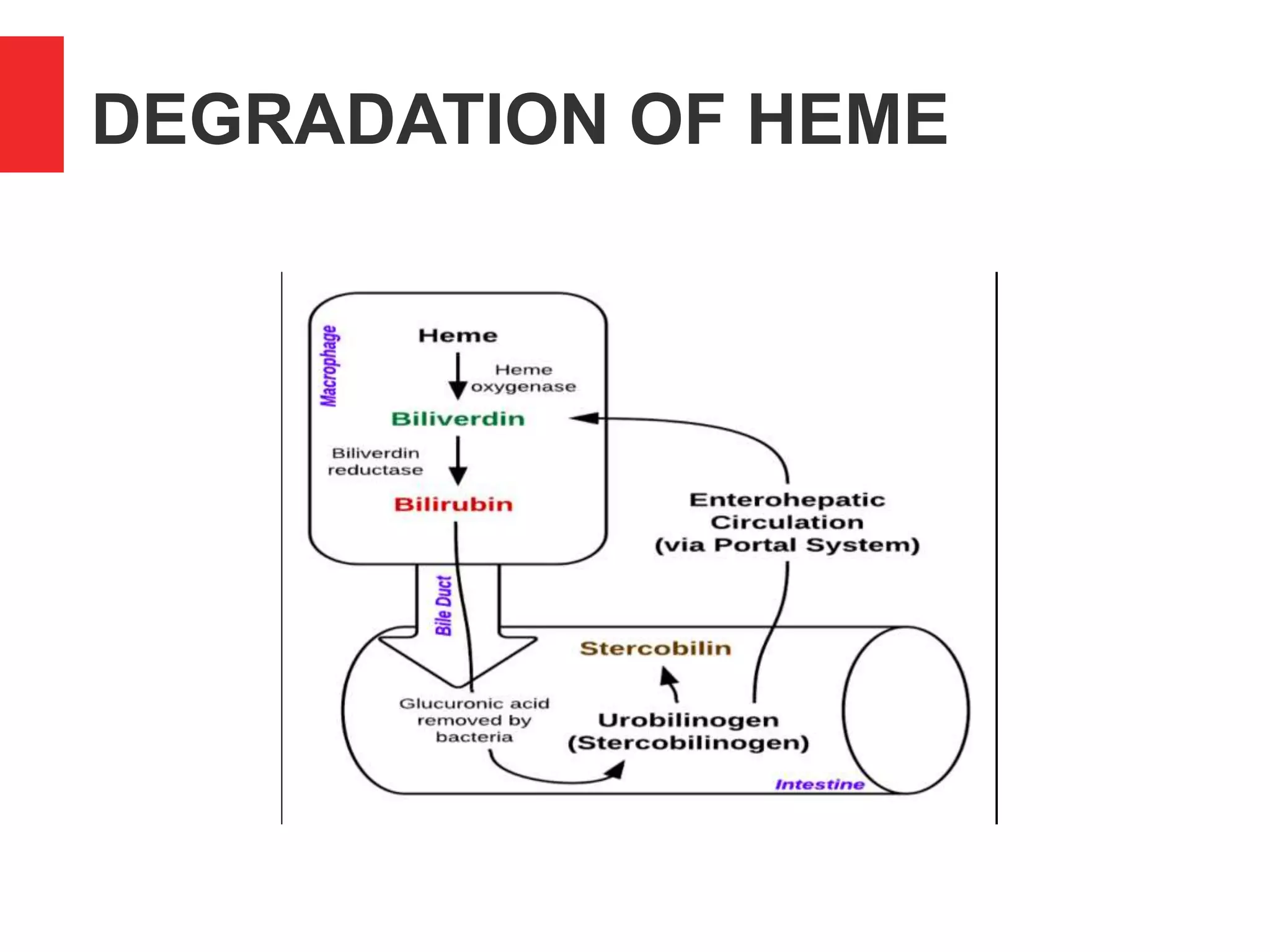 BIOCHM-HEME SYN &DEG.pptx