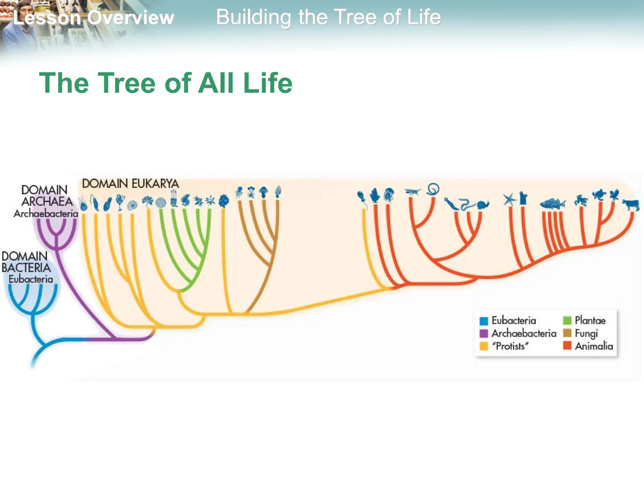 Building a tree of life biology grade 10 | PPT