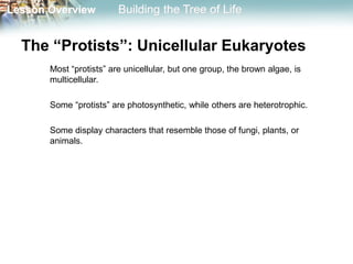 Building a tree of life biology grade 10 | PPT