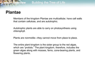 Building a tree of life biology grade 10 | PDF