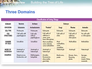Building a tree of life biology grade 10 | PPT