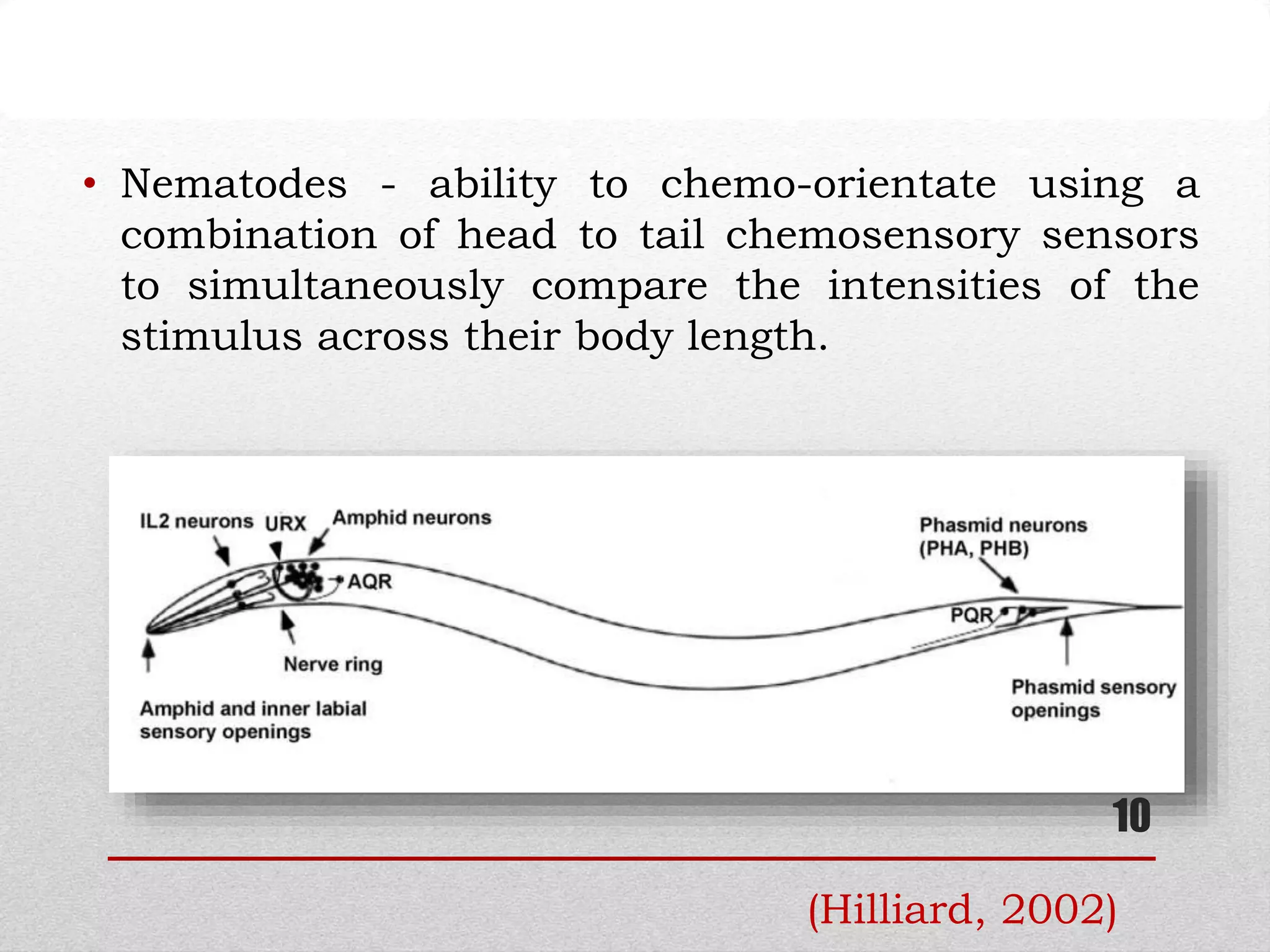 Biocommunication in nematodes | PPTX