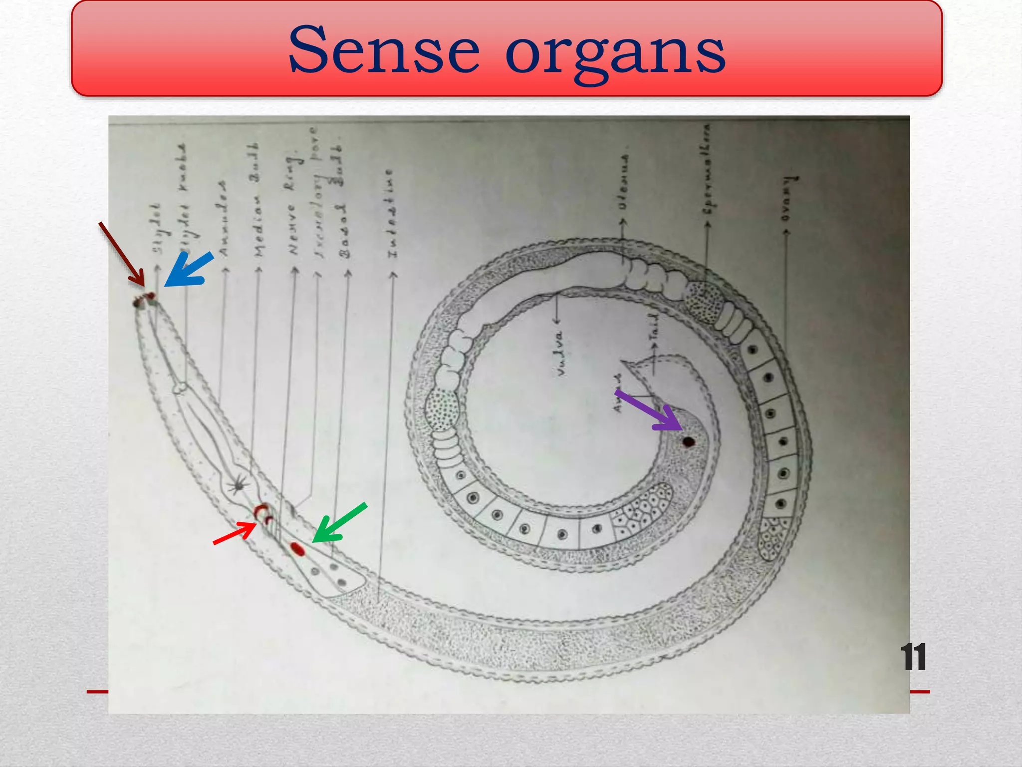 Biocommunication in nematodes | PPTX