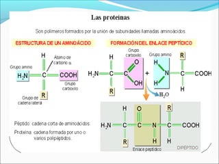 Biocompuestos | PPT