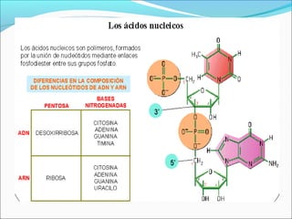 Biocompuestos | PPT