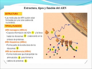 Biocompuestos | PPT