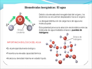 Biocompuestos | PPT