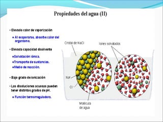 Biocompuestos | PPT