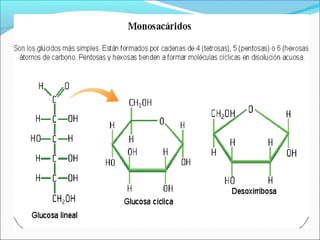 Biocompuestos | PPT