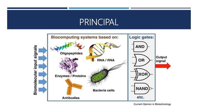Biocomputing- biological computing | PPTX | Genetics | Science