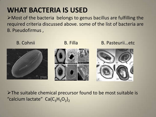 Bio concrete ppt | PPTX