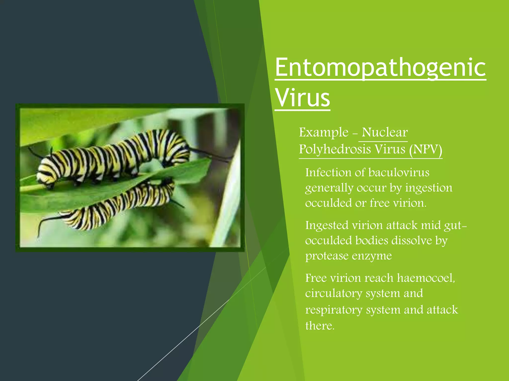 Biocontrol Agents | PPTX