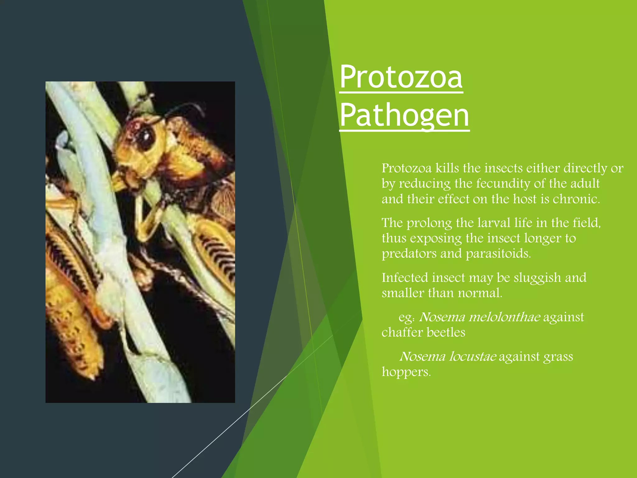 Biocontrol Agents | PPTX