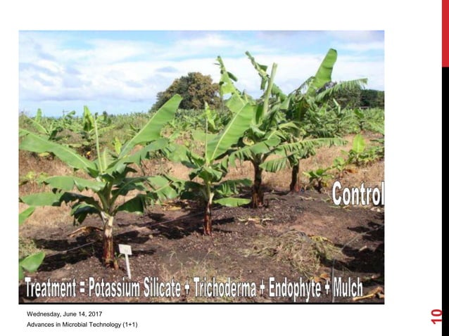 Biocontrol agents production and application | PPTX
