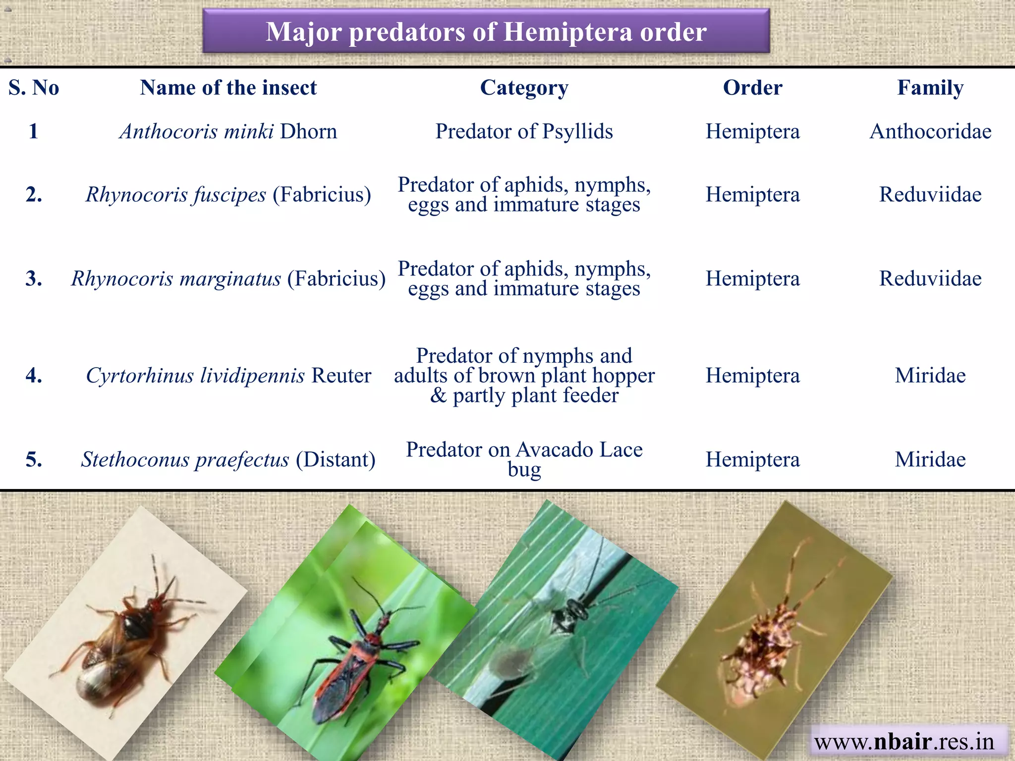BIOCONTROL OF HEMIPTERAN INSECTS.pptx