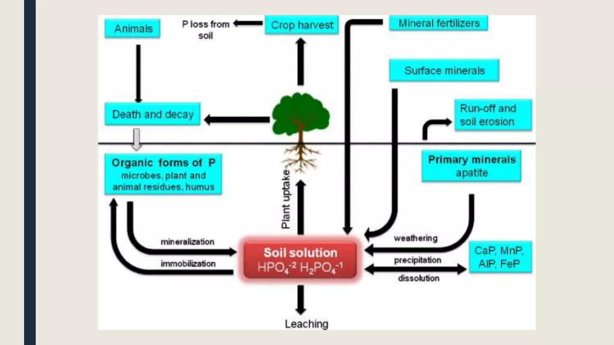 role of pgpr in plant development | PPTX