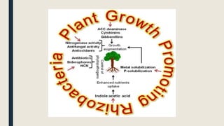 role of pgpr in plant development | PPTX
