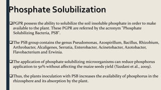 role of pgpr in plant development | PPTX