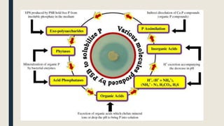 role of pgpr in plant development | PPTX