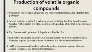 role of pgpr in plant development | PPTX