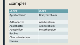role of pgpr in plant development | PPTX