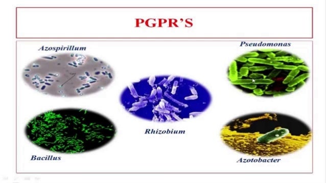 role of pgpr in plant development