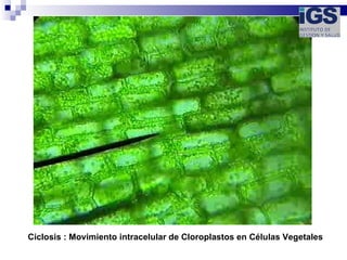 Biocosmiatria 2008 SesióN 02 Propiedades De Los Seres Vivos | PPT