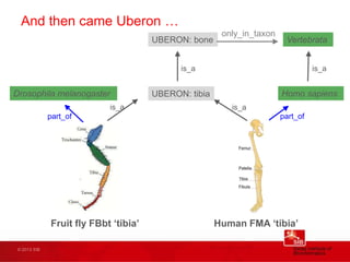 Use of Uberon in the Bgee database: How to deal with a complex, large ...