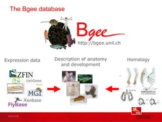 Use of Uberon in the Bgee database: How to deal with a complex, large ...