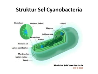 BIO CYANOBACTERIA.pptx