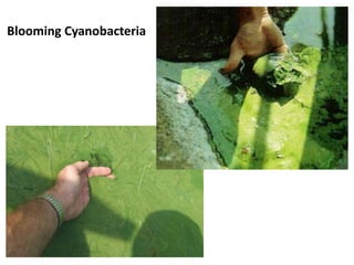 BIO CYANOBACTERIA.pptx
