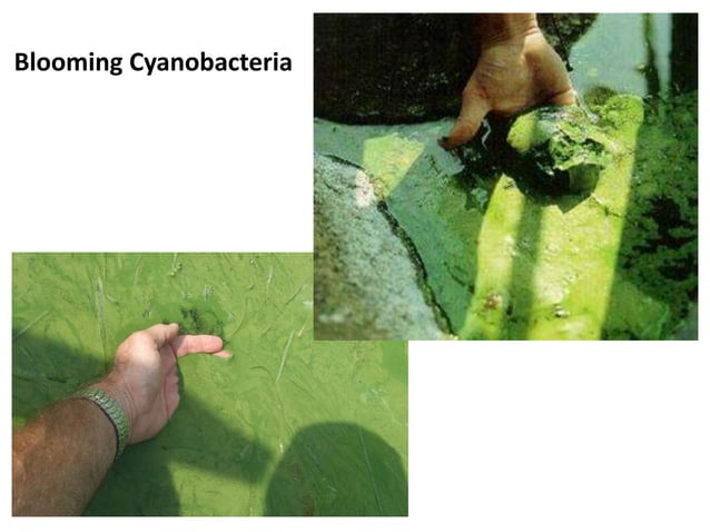 BIO CYANOBACTERIA.pptx