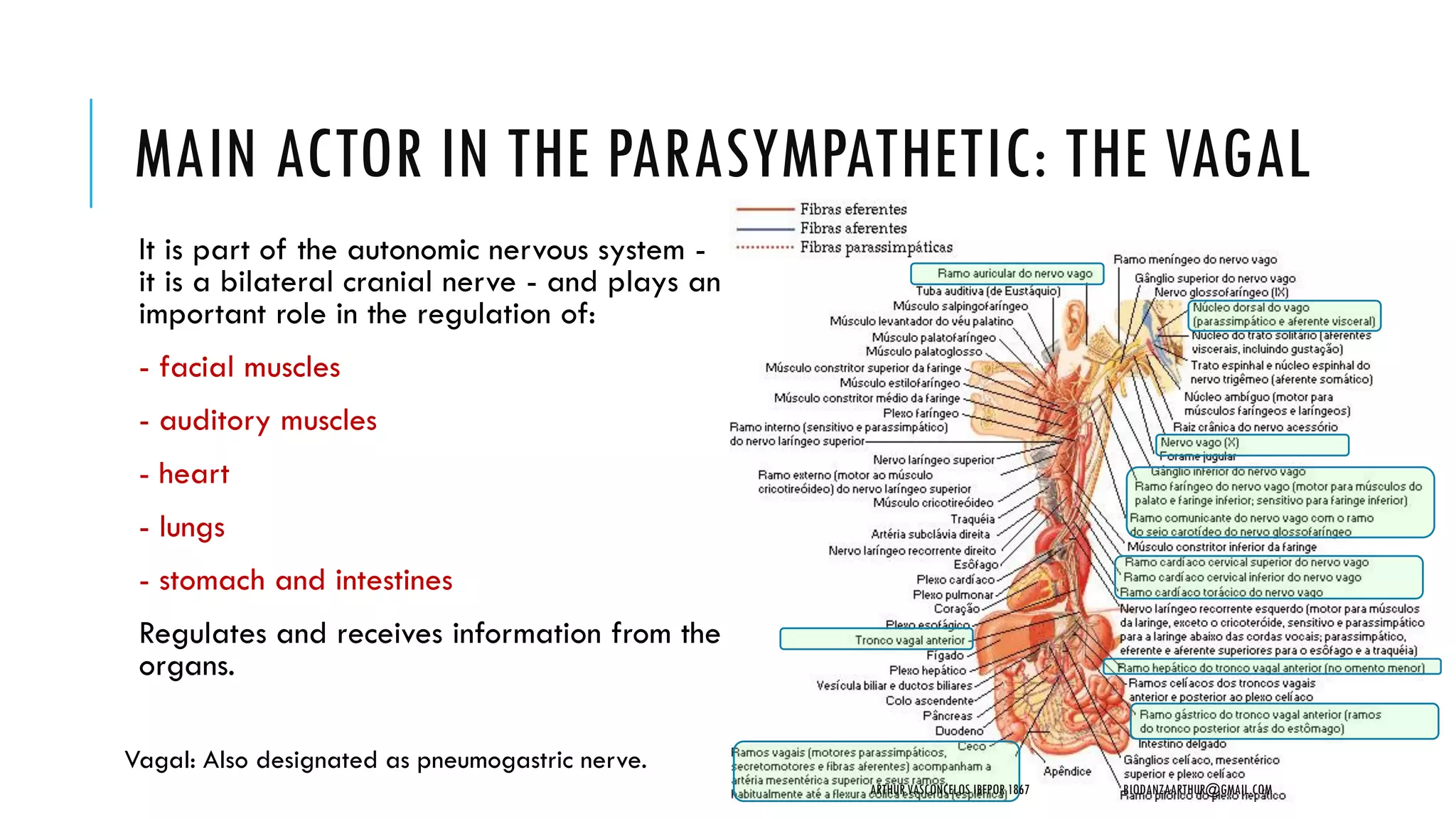Biodanza and polyvagal theory for publication j. arthur vasconcelos 29 ...