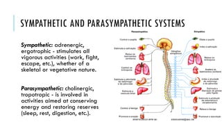 Biodanza and polyvagal theory for publication j. arthur vasconcelos 29 ...