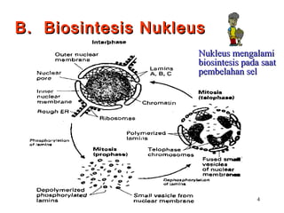 Biodasar 8 nukleus materi genetik | PPT
