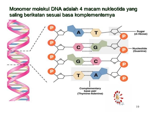 Biodasar 8 nukleus materi genetik