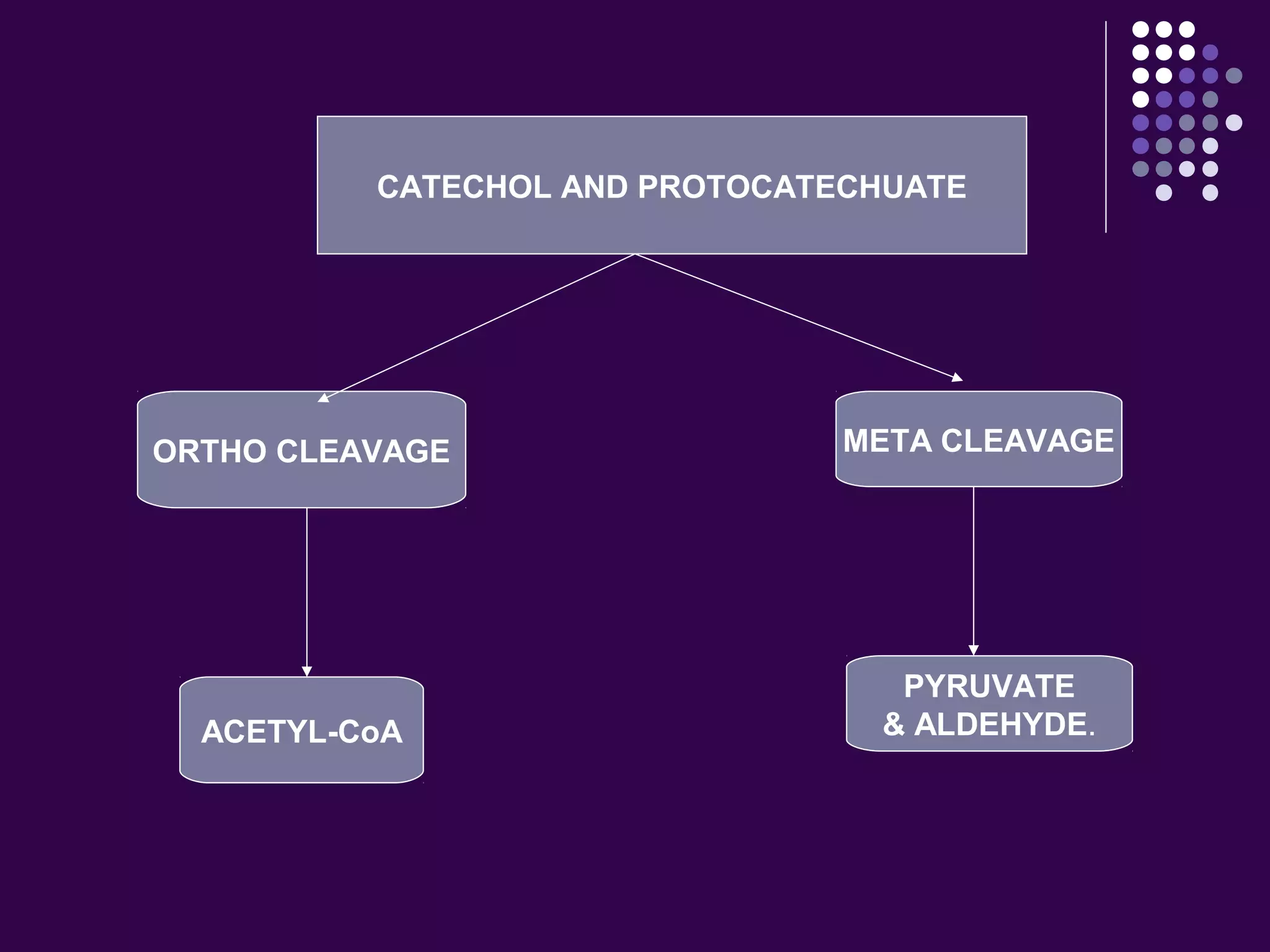 Biodegradation of hydrocarbon | PPT