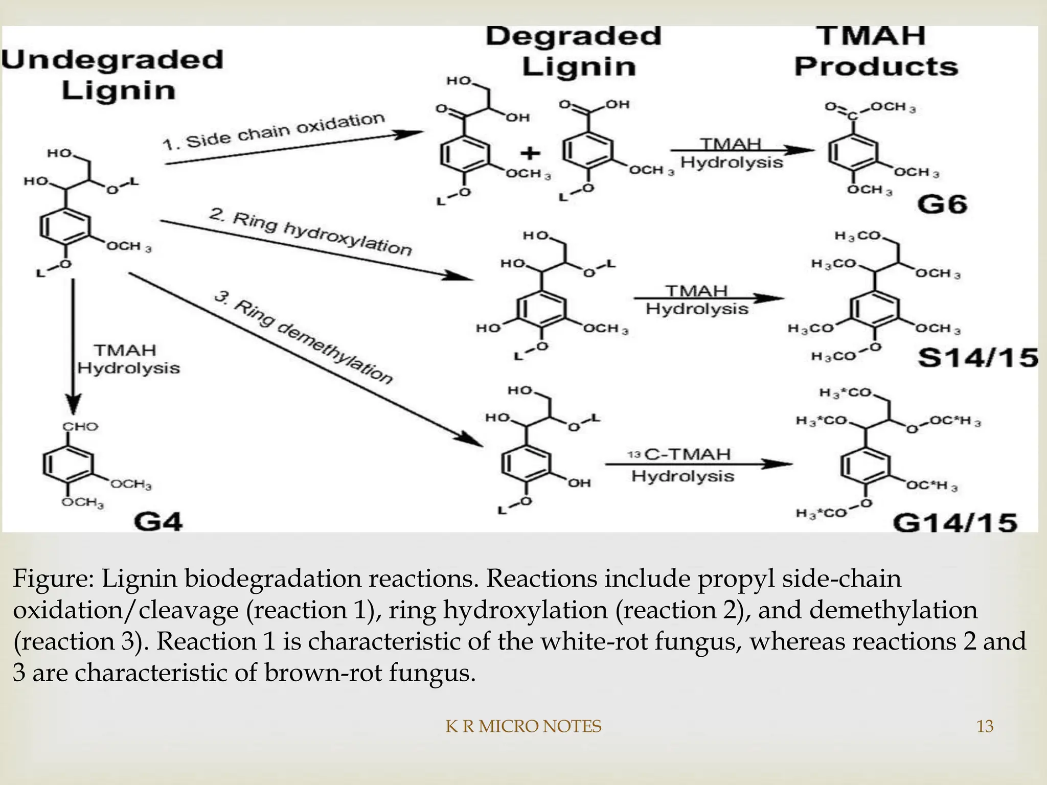 BIODEGRADATION OF LIGNIN AND XYLON K R.pptx
