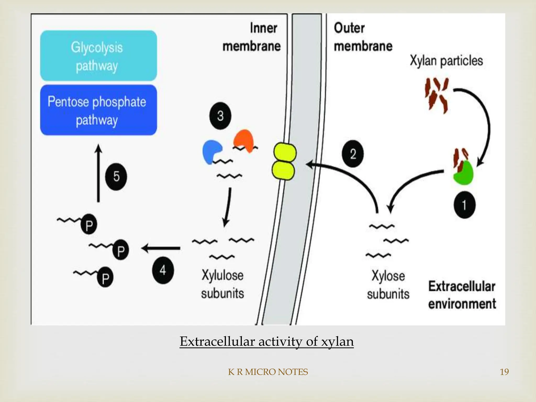 BIODEGRADATION OF LIGNIN AND XYLON K R.pptx