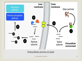 BIODEGRADATION OF LIGNIN AND XYLON K R.pptx
