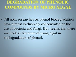 Biodegradation of phenol by microalgae | PPTX