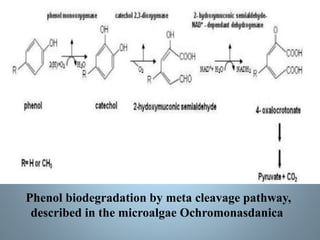 Biodegradation of phenol by microalgae | PPTX