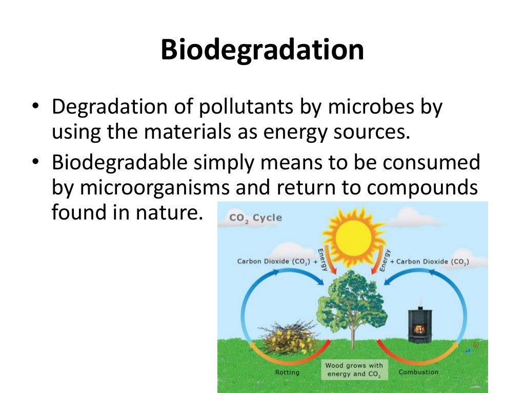 Biodegradation of pollutant 1