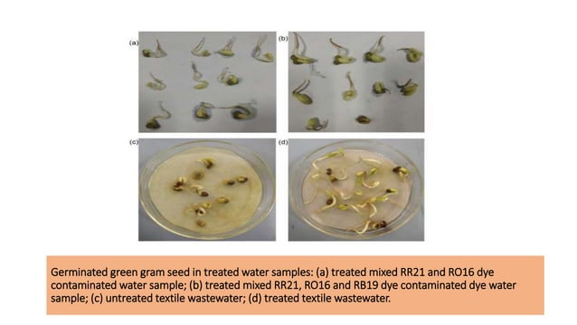 Biodegradation of textile dyes by bacteria | PPTX | Chemistry | Science